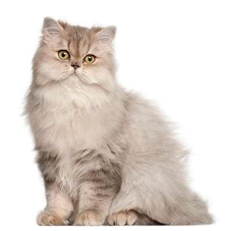 Longhair Cat Breeds