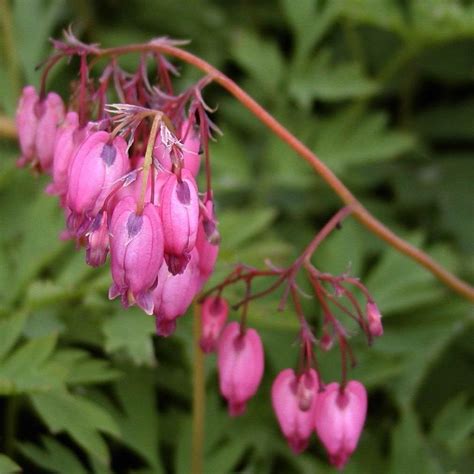 Dicentra Eximia Pépinières Lepage Bretagne Bord De Mer