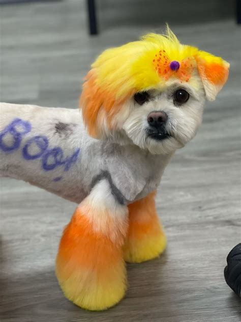 Discover 50 Maltipoo Haircut And Dog Haircuts Ideas In 2025 Dog