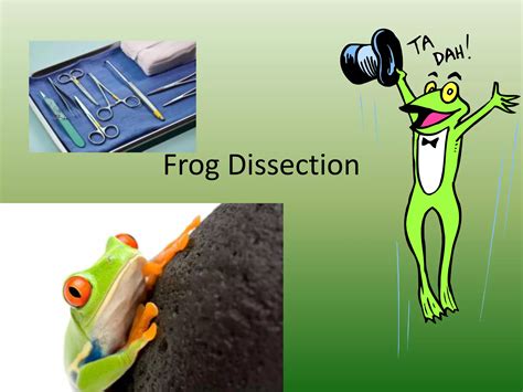 Frog Dissection Powerpoint Pptx