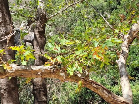 תצפית 584069 דולב מזרחי