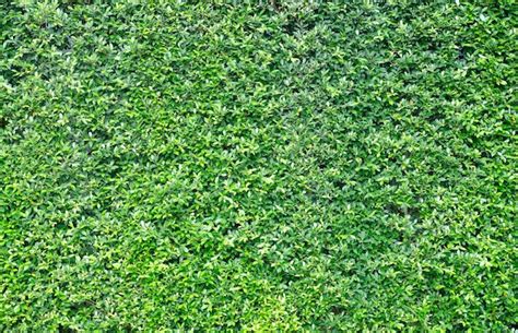 Green Grass Wall Background Images Free Download On Freepik