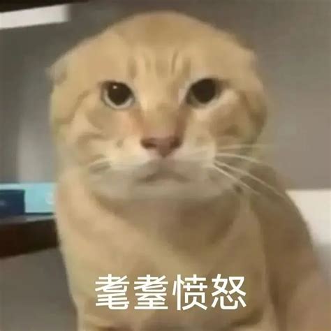 《猫咪一脸严肃，下方配文 耄耋愤怒”，尽显霸气》 可爱猫meme耄耋猫表情包大合集表情包图片动图 求表情网斗图从此不求人