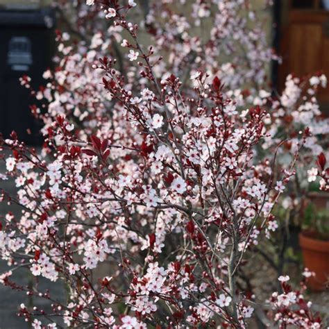 Cherry Plum Hedging Prunus Cerasifera Roots Plants