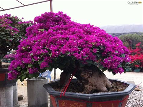 گل کاغذی Artofit