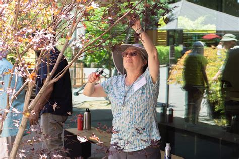 Tips On Japanese Maple Pruning Portland Japanese Garden