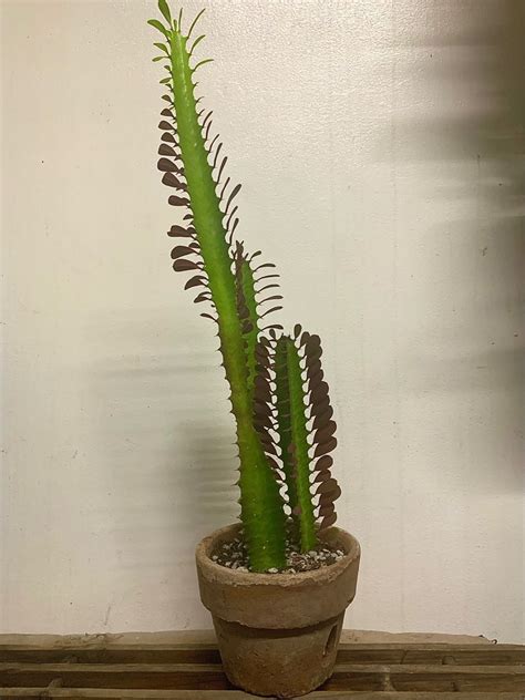 Euphorbia Trigona Red Furniture And Home Living Gardening Plants And Seeds On Carousell
