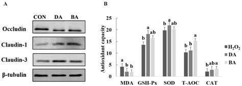 Effects Of Sodium Decanoate And Sodium Butyrate On Tight Junction