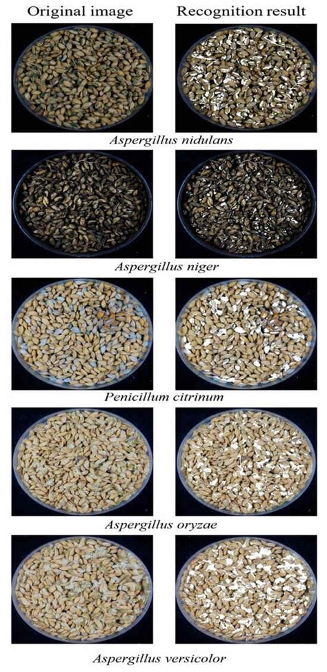 Detection Of Mycotoxin Contamination In Foods Using Artificial Intelligence A Review