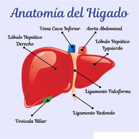 Caracteristicas Del Higado Hígado Y Vesícula Biliar Anatomía