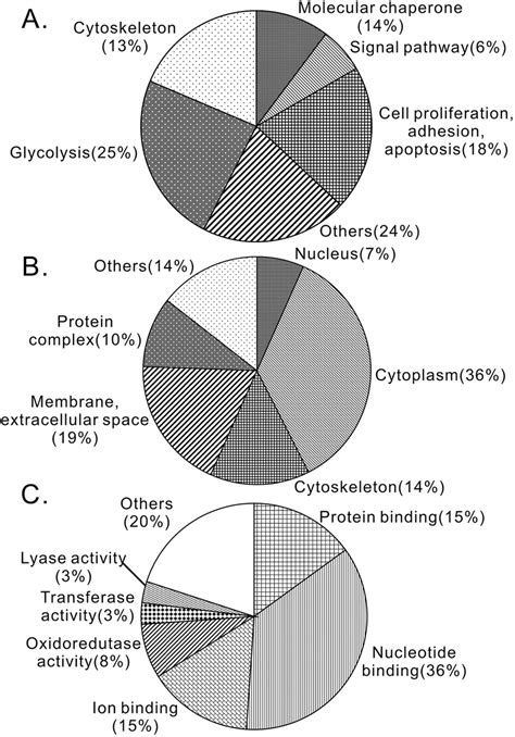Identified Proteins Were Classified Into Functional Groups A Download Scientific Diagram