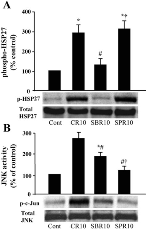 P38 Map Kinase Activity During Ischemia And Reperfusion A P38 Map Download Scientific