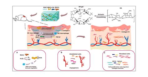 Multifunctional Hydrogel Of Recombinant Humanized Collagen Loaded With Mscs And Mno2 Accelerates
