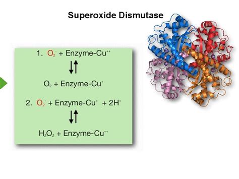 Electron Transport Oxidative Phosphorylation Dr Kevin Ahern Biological