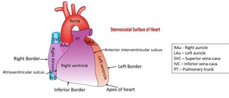 Heart External Features Surfaces Of Heart Anatomy Heart Sections