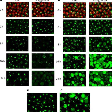 Pulse Shape Analysis A Flow Cytometry Signal Pulse For A Fluorescent