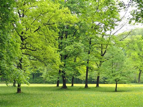 Qué Estudia La Arboricultura Ciencia Técnicas Y Gestión Integral Del