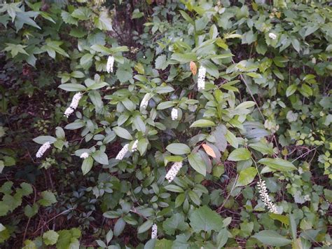 Virginia Sweetspire Search Native Plant Hub