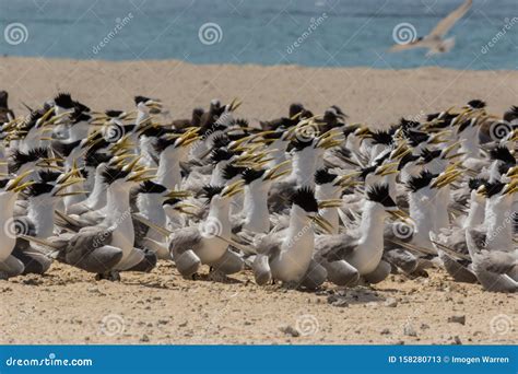 Great Crested Tern In Australia Stock Image Image Of Bergii Bird