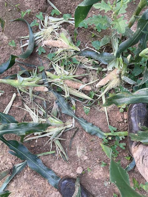 Wildlife Control Groundhog Corn Damage Vegetable Growers News