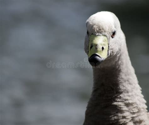 De Cape Barren Gans Heeft Een Gele Snavel Met Een Zwarte Punt Een Wit