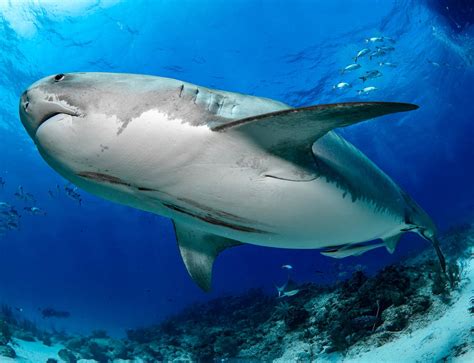 Bec Piper 🐳 Bec Piper Photography • Instagram Photos And Videos