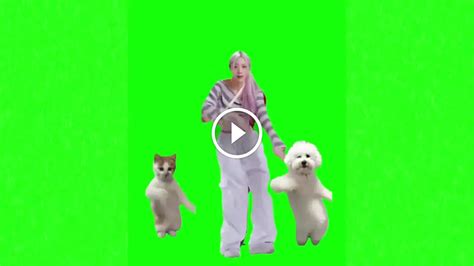 Dance Meme Green Screen Video Download Mp4