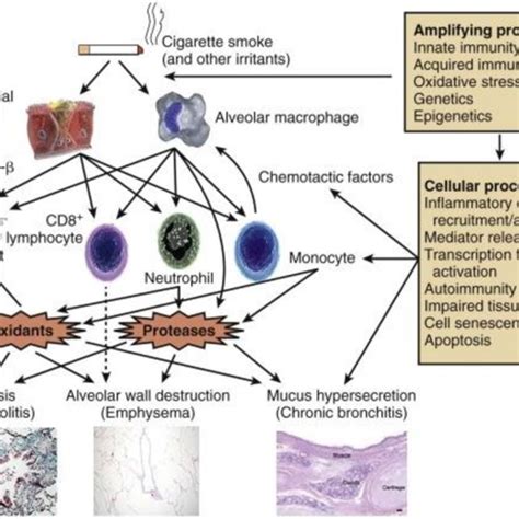 Figure S5 A Schematic Of The Experimental Setup Used For Lpcvd Growth Download Scientific