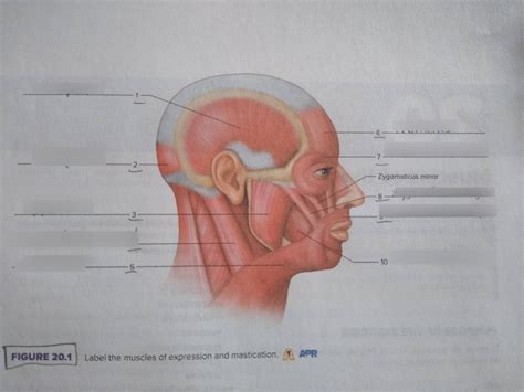 Head Muscles Diagram Quizlet