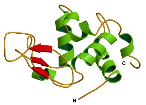 Figure 1 1 From The Crystal Structure Of A Bacterial Lysozyme At Atomic