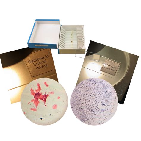 Bacteria Set Glass Prepared Slides
