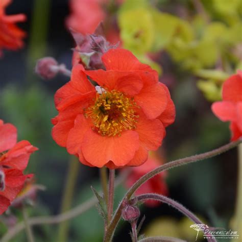 Geum Red Wings Perenniculum