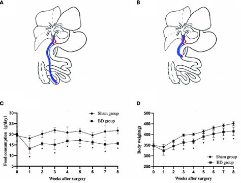 Surgical Schematic And Effects On Body Weight And Food Intake A