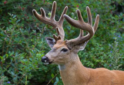 White Tailed Deer Buck Portrait With Velvet Antlers In Spring In Canada