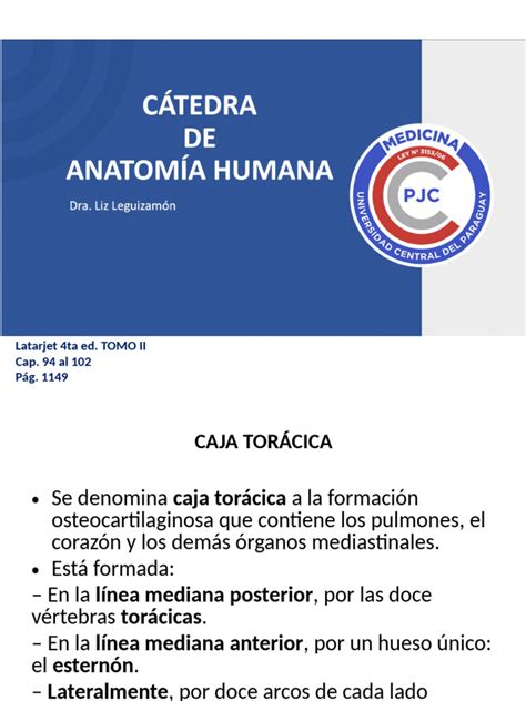 Pulmon Pdf Pulmón Tórax