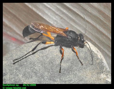 Mud Daubers Instagram Twitter And Facebook On Idcrawl