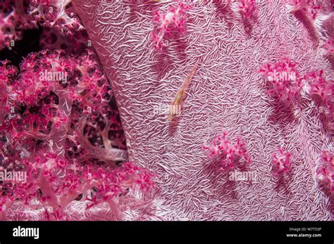 Soft Coral Dendronephthya Sp Showing Embedded Spicules Sclerites