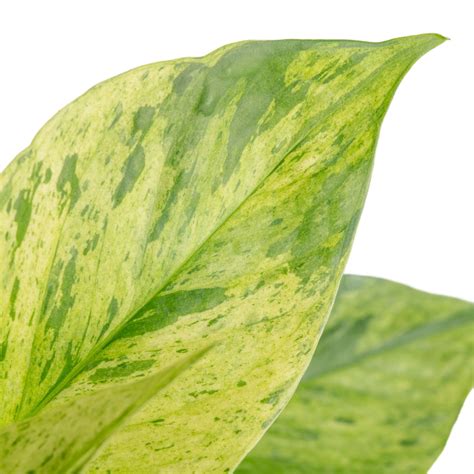 Jessenia Pothos Medium Costa Farms