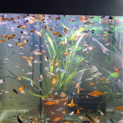 Acheter Guppy Platy Molly Xipho