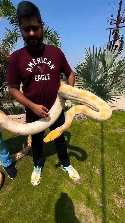 Playing With Giant Python 😱 🐍python Play Shorts Youtubeshorts