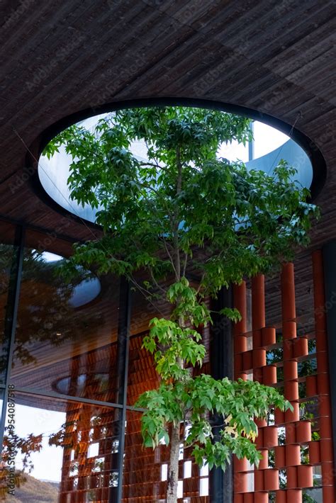 Contemporary Architectural Design With A Tree Integrated Through A Circular Roof Opening