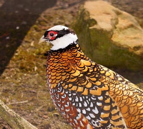 Reeves Pheasant Game Bird Fowl