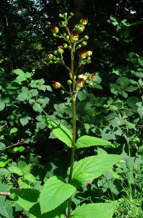 Figwort Common Common Figwort Wild Flower Finder