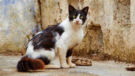 Bringing A Stray Cat From Abroad At Robbin Wood Blog