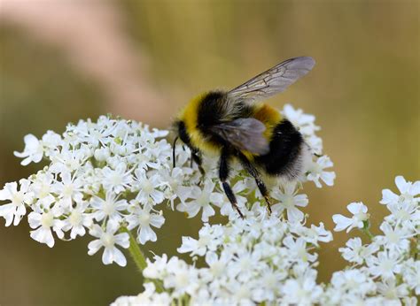 White Tailed Bumblebee Friends Of Heene Cemetery
