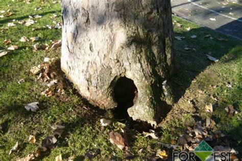 Visual Tree Assessment Cooperativa Forest