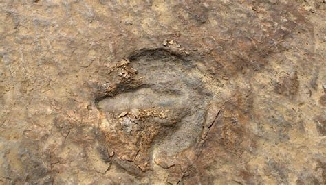 Mold And Cast Fossils Sciencing