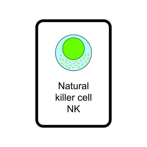Natural Killer Telifsiz Stok Vektörler