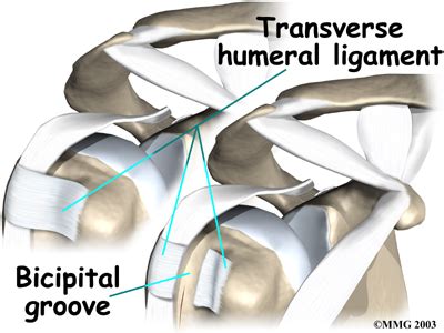 Transverse Humeral Ligament