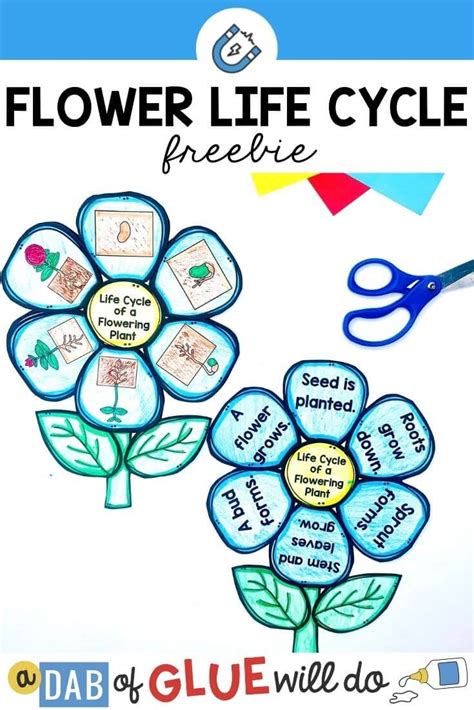 The Life Cycle Of Flowering Seed Plants Best Flower Site